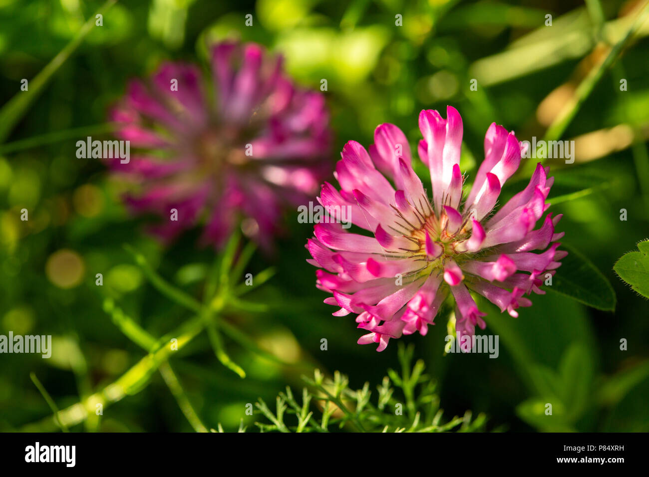 Flowering red clover. Close-up shot in morning Stock Photo - Alamy
