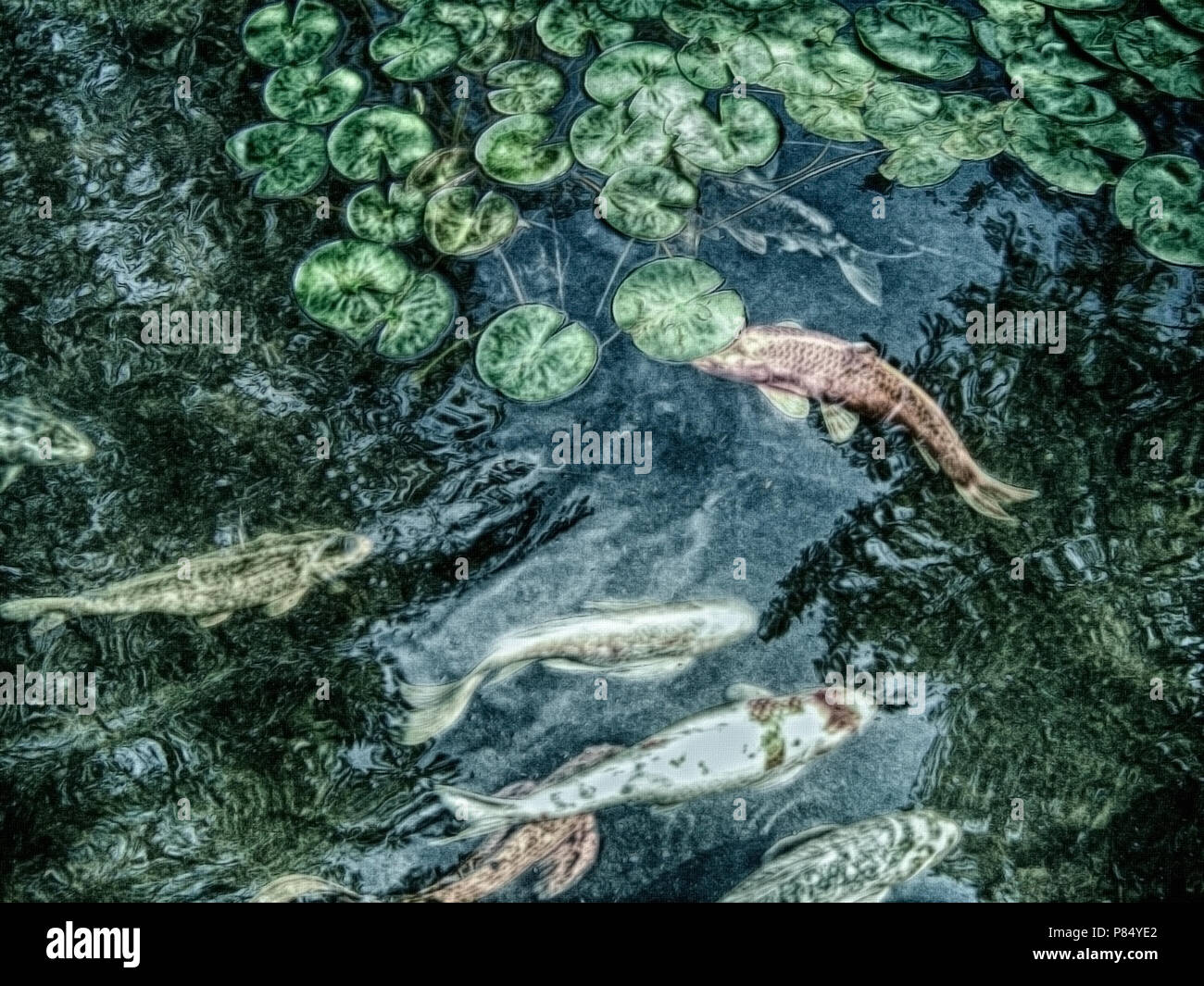 Underwater view white water lily hi-res stock photography and images ...