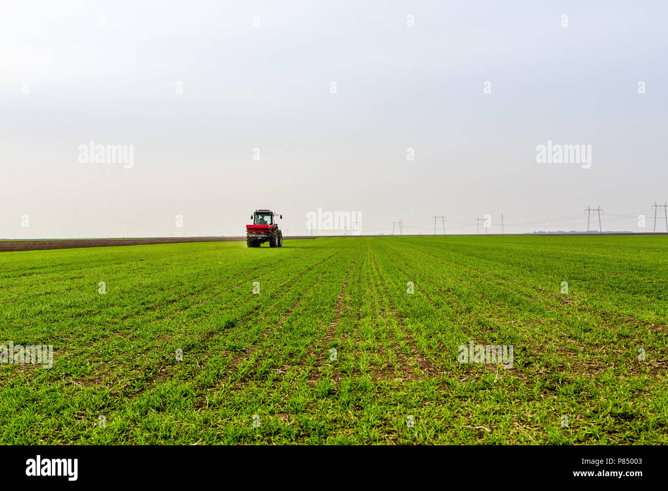 Farmer in tractor fertilizing wheat field at spring with npk Stock ...
