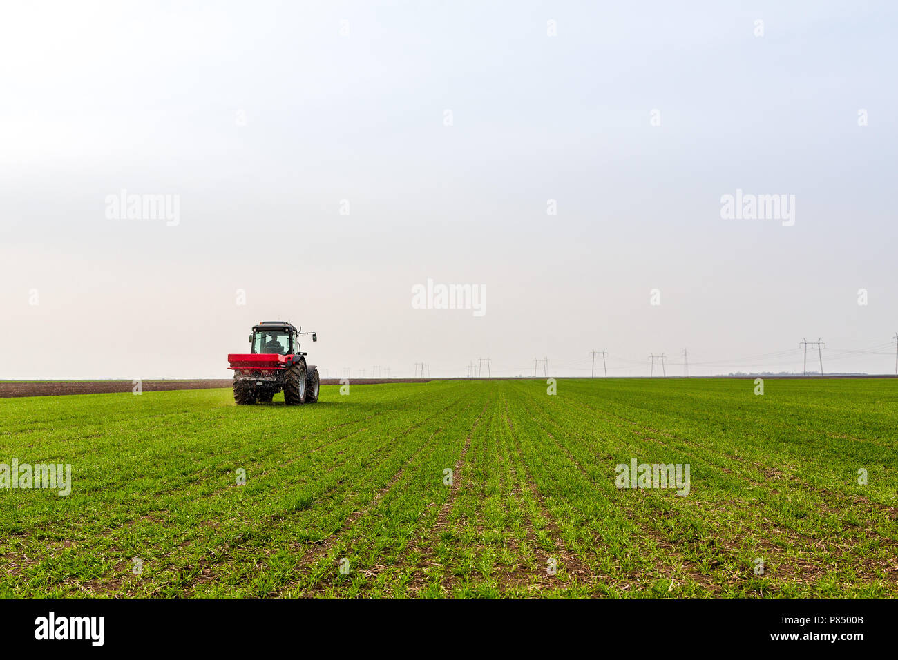 Farmer in tractor fertilizing wheat field at spring with npk Stock ...
