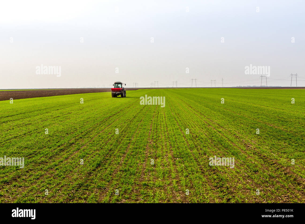 Farmer in tractor fertilizing wheat field at spring with npk Stock ...