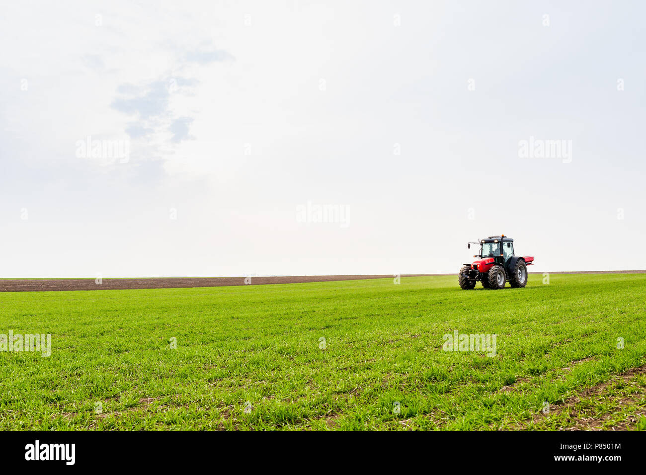 Farmer in tractor fertilizing wheat field at spring with npk Stock ...