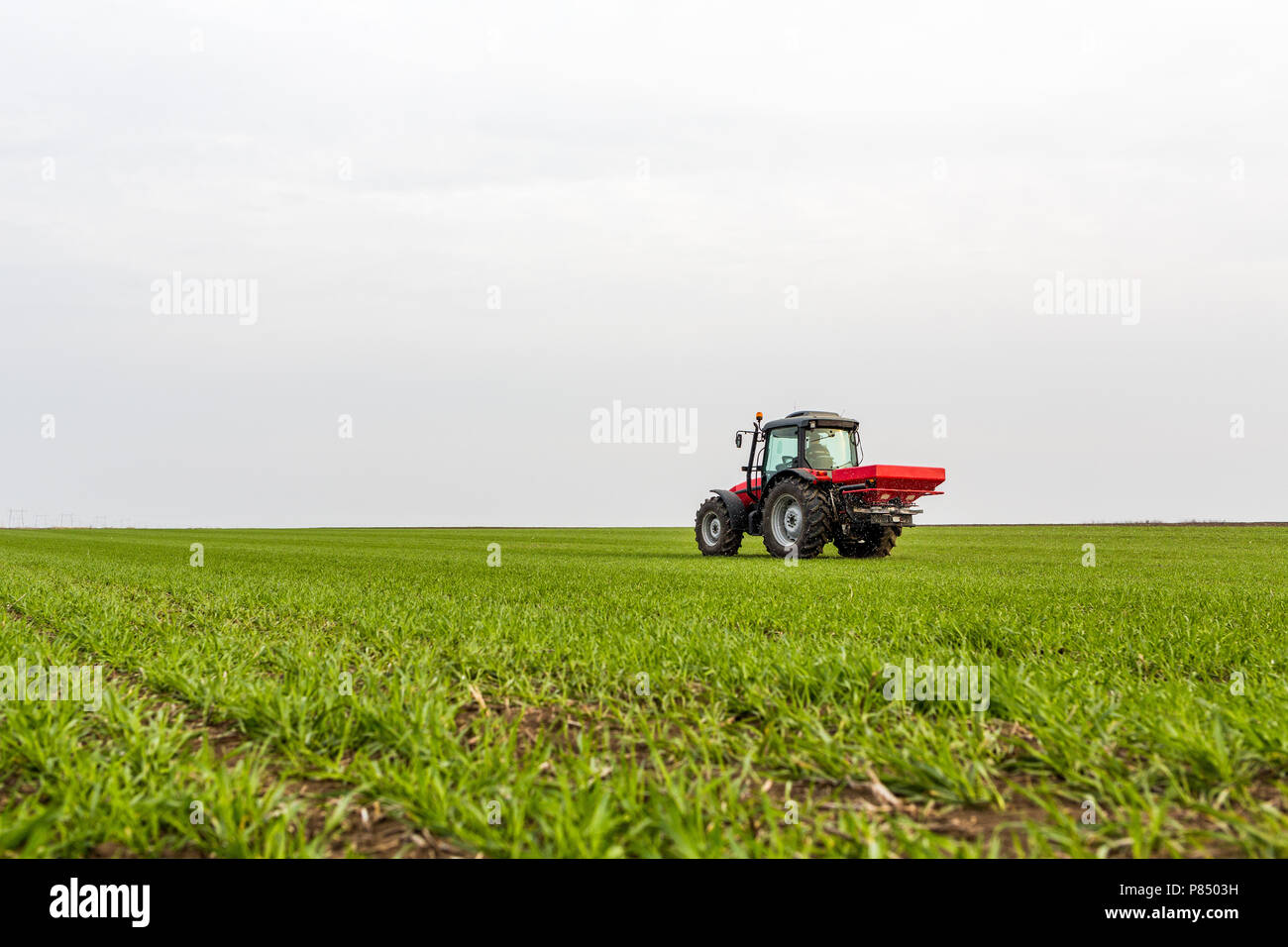 Farmer in tractor fertilizing wheat field at spring with npk Stock ...