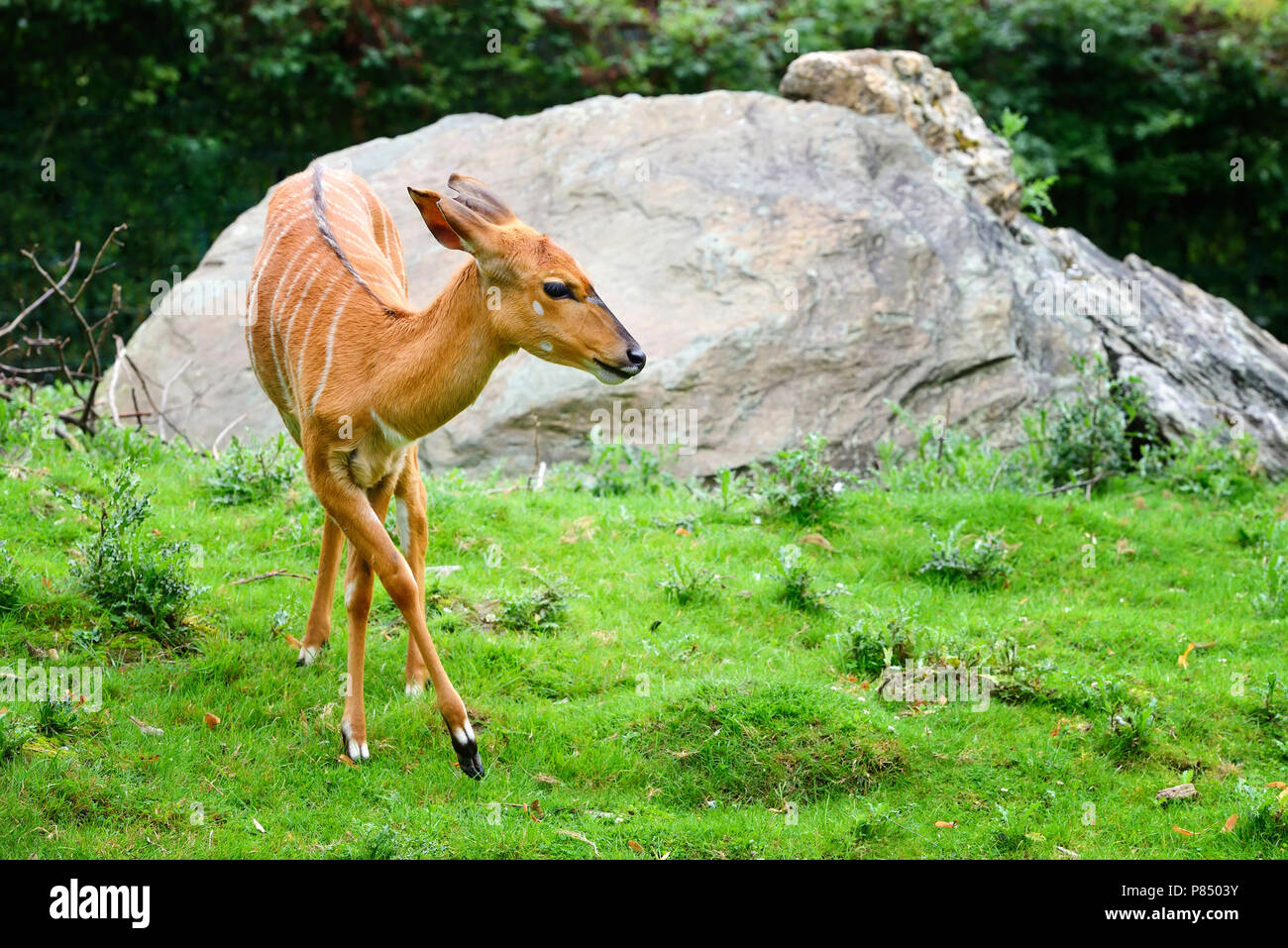 Female nyala antelope (Tragelaphus angasii Stock Photo - Alamy