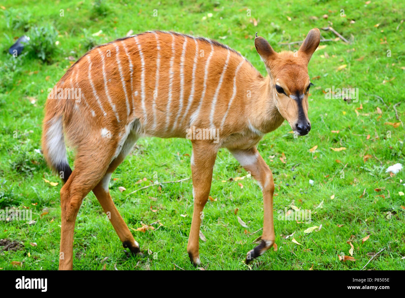 Female nyala hi-res stock photography and images - Alamy