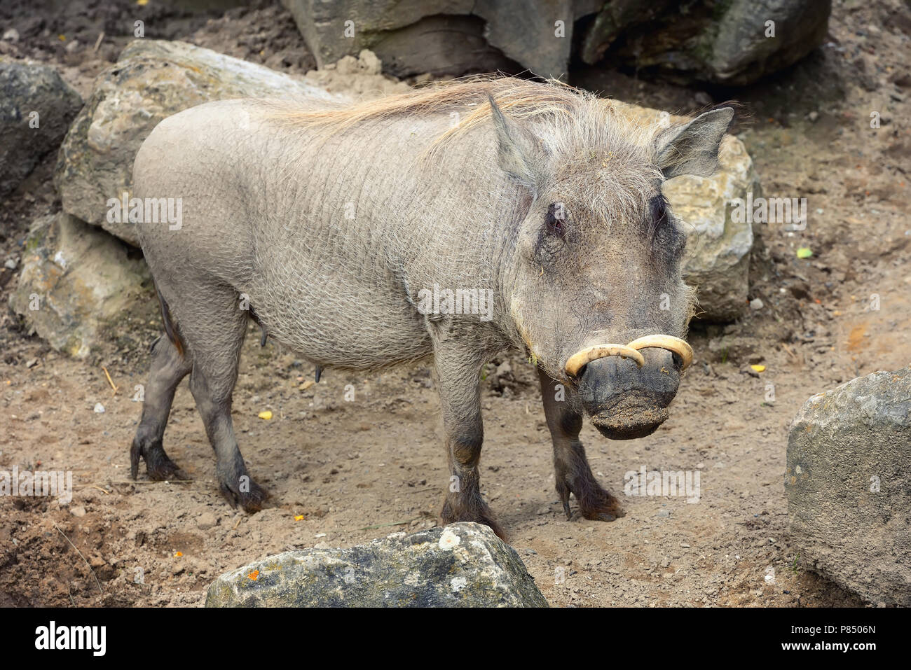 Phacochoerus africanus male hi-res stock photography and images - Alamy
