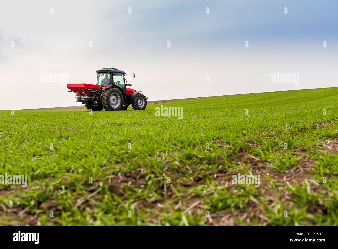 Farmer in tractor fertilizing wheat field at spring with npk Stock ...