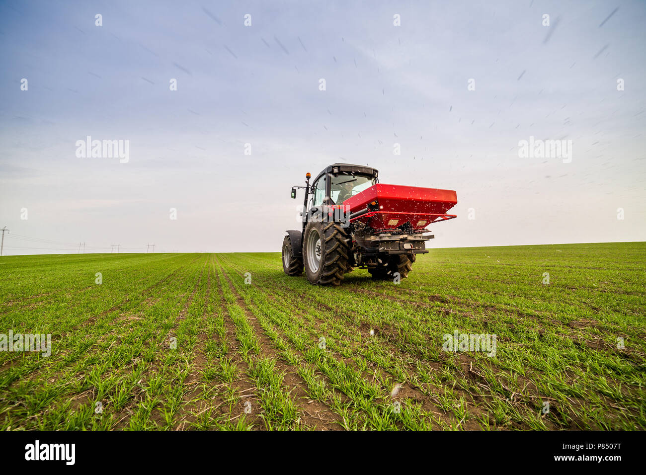 Farmer in tractor fertilizing wheat field at spring with npk Stock ...