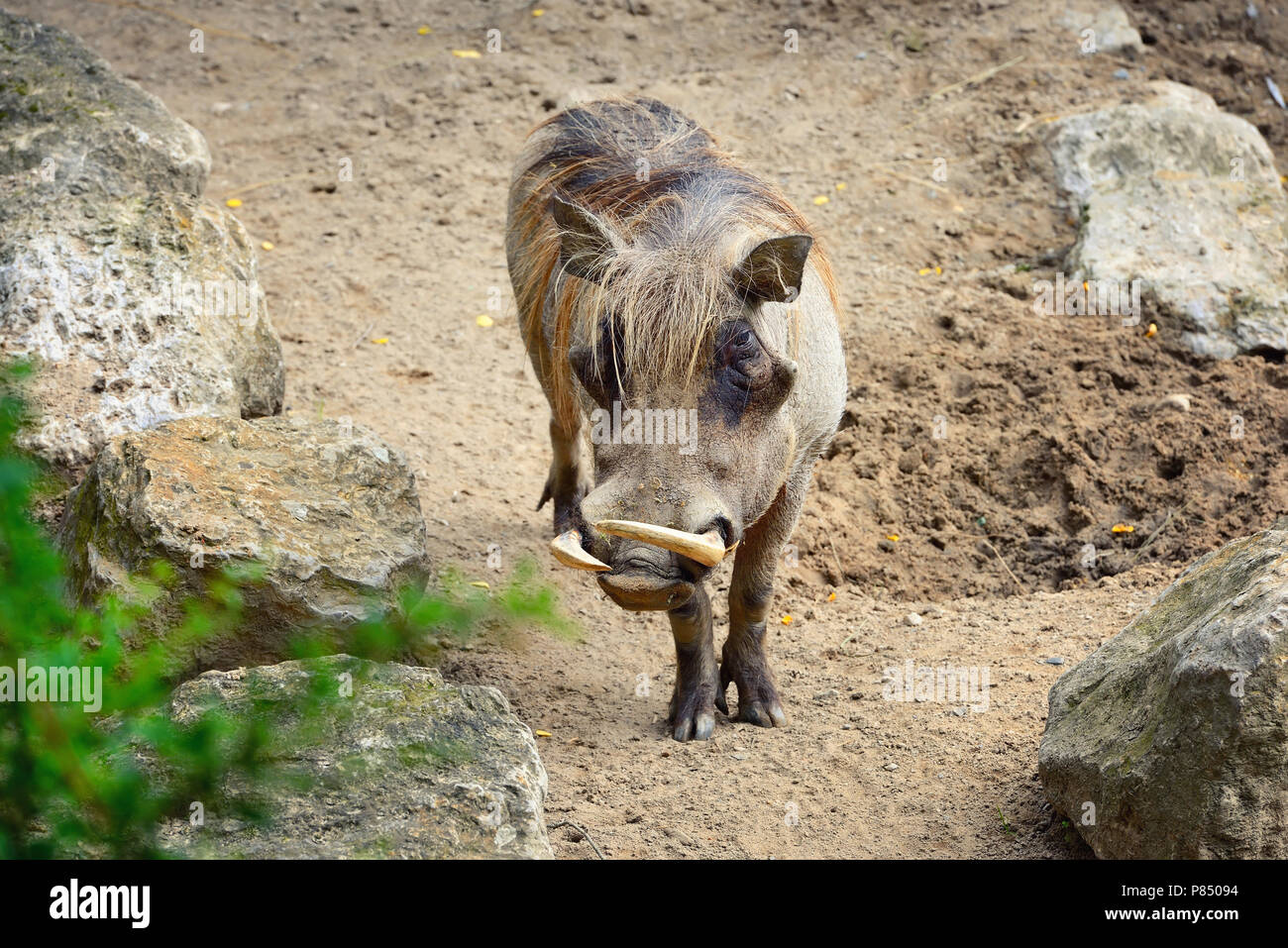 Warthog habitat hi-res stock photography and images - Alamy