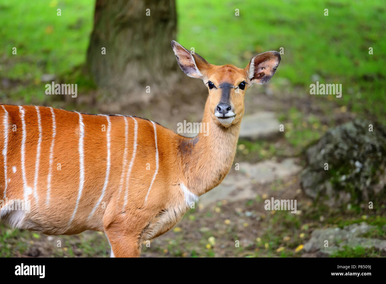Nyala antelope african savanna hi-res stock photography and images - Alamy