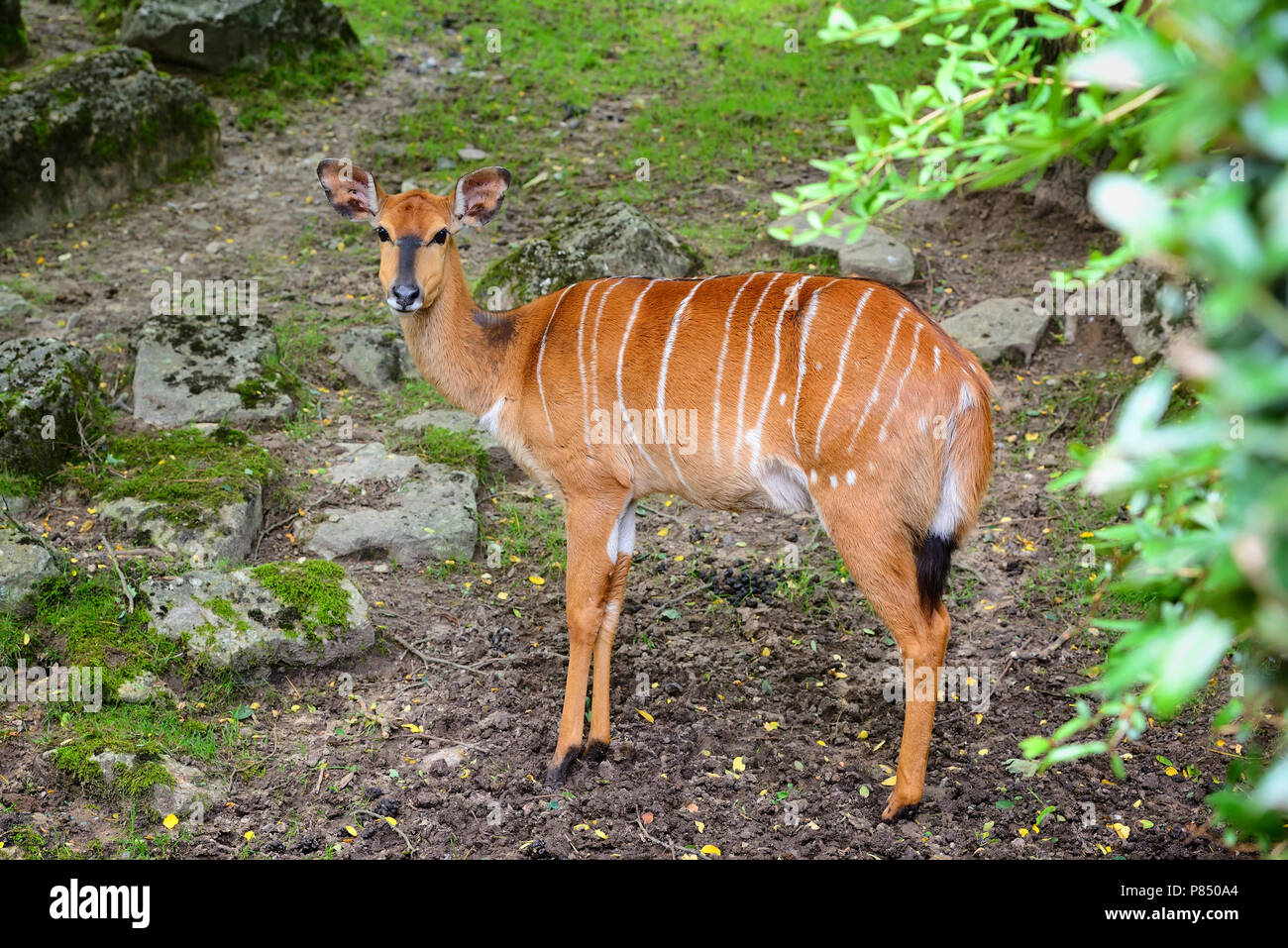 Female nyala antelope (Tragelaphus angasii Stock Photo - Alamy