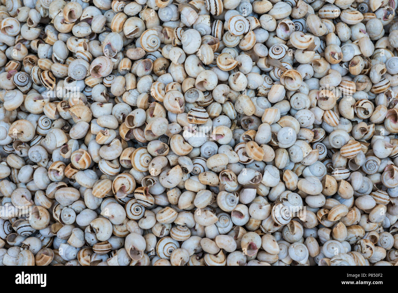 Snails sea food hi-res stock photography and images - Alamy