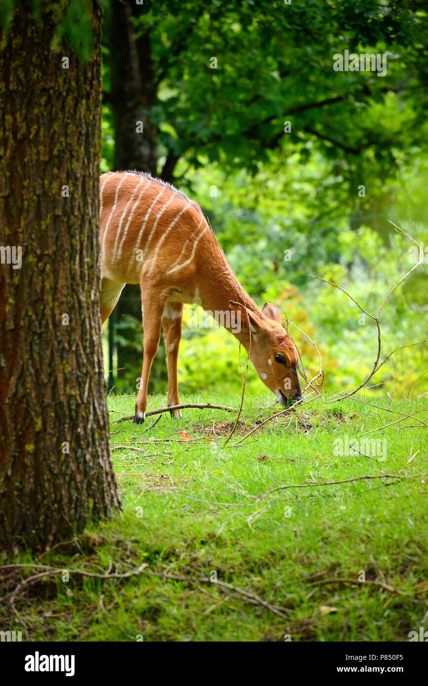 Nyala eating hi-res stock photography and images - Alamy