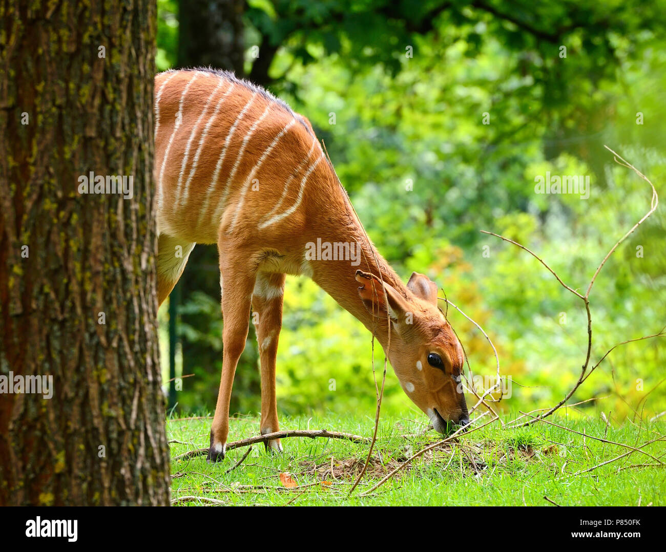 Female nyala antelope (Tragelaphus angasii) eating grass Stock Photo ...