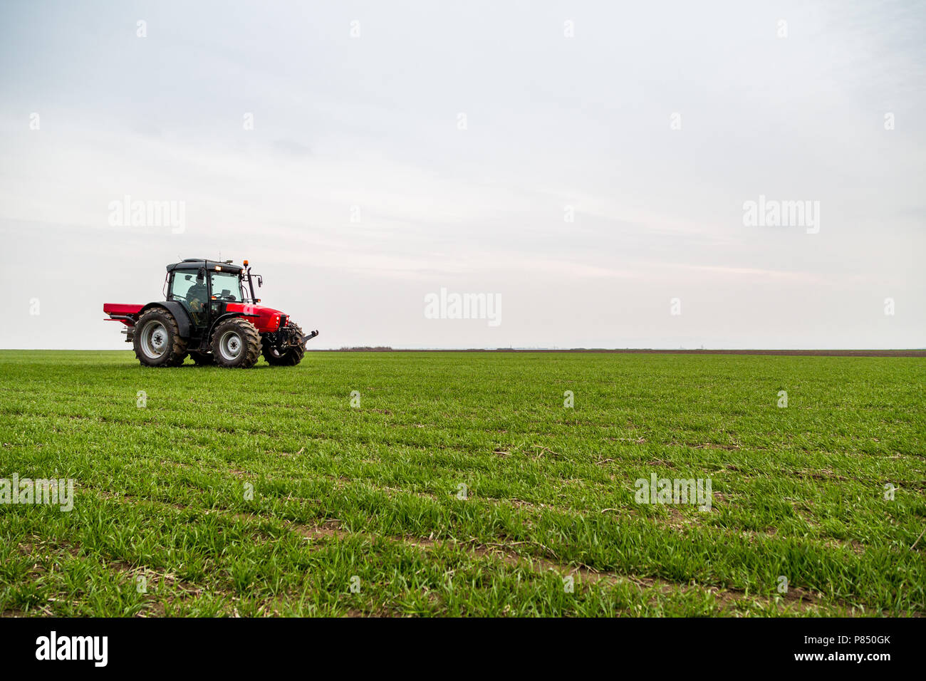 Farmer in tractor fertilizing wheat field at spring with npk Stock ...