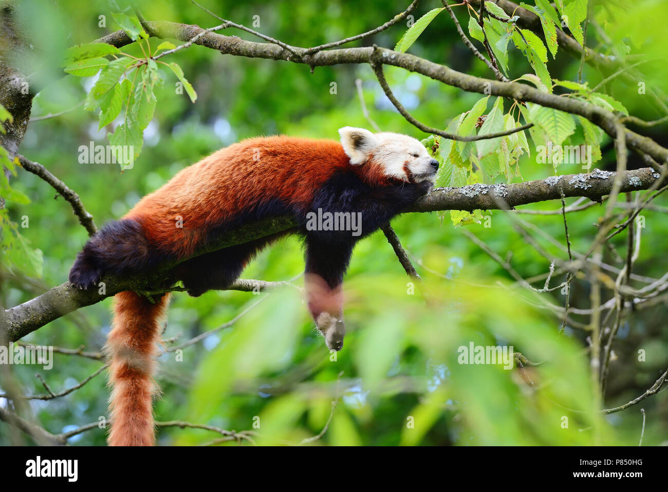 Red panda tree hi-res stock photography and images - Alamy