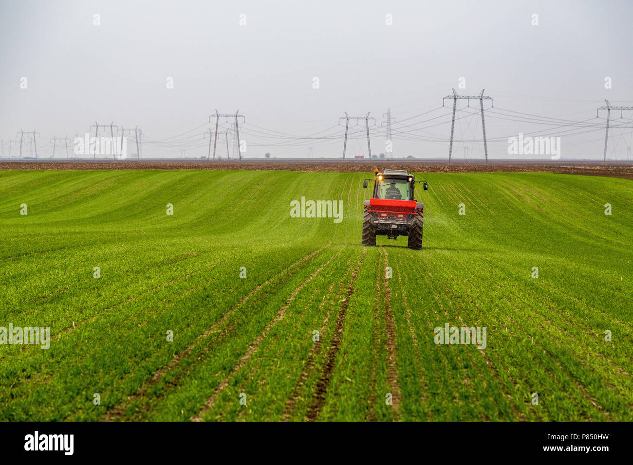 Farmer in tractor fertilizing wheat field at spring with npk Stock ...