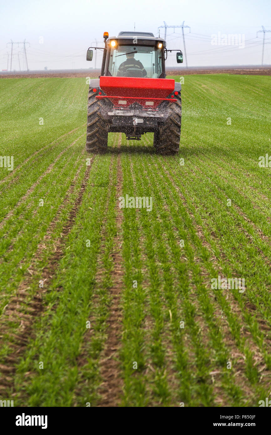 Farmer in tractor fertilizing wheat field at spring with npk Stock ...