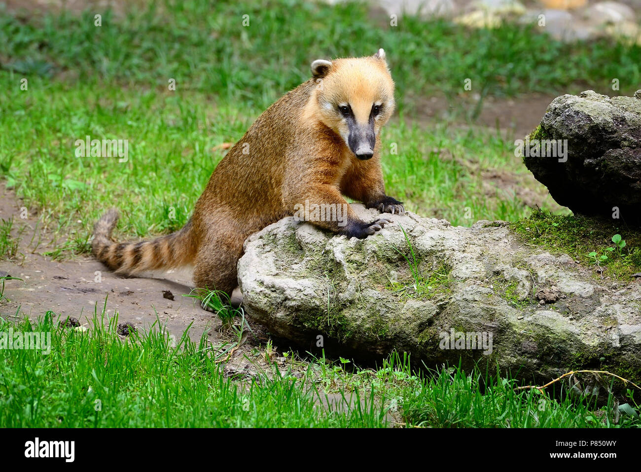 Cute coati (Nasua), wild animal looking like raccoon Stock Photo - Alamy