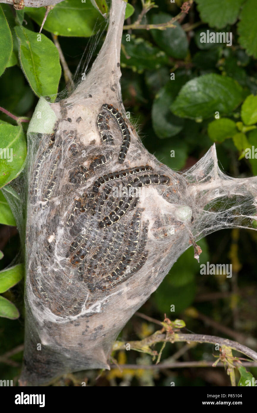 Small eggar moth caterpillars, Eriogaster lanestris, and the communal ...