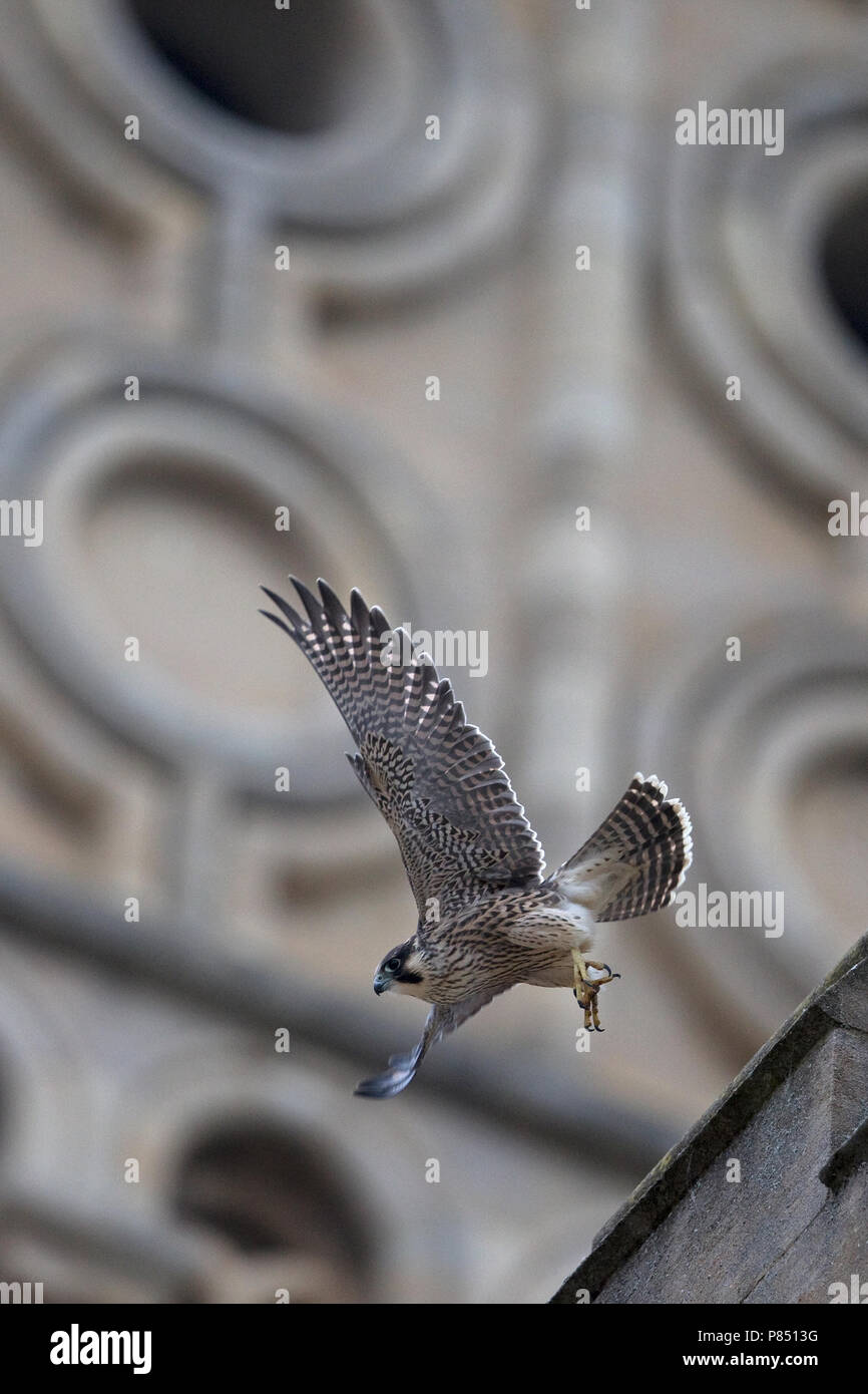 Fight falcons hi-res stock photography and images - Alamy