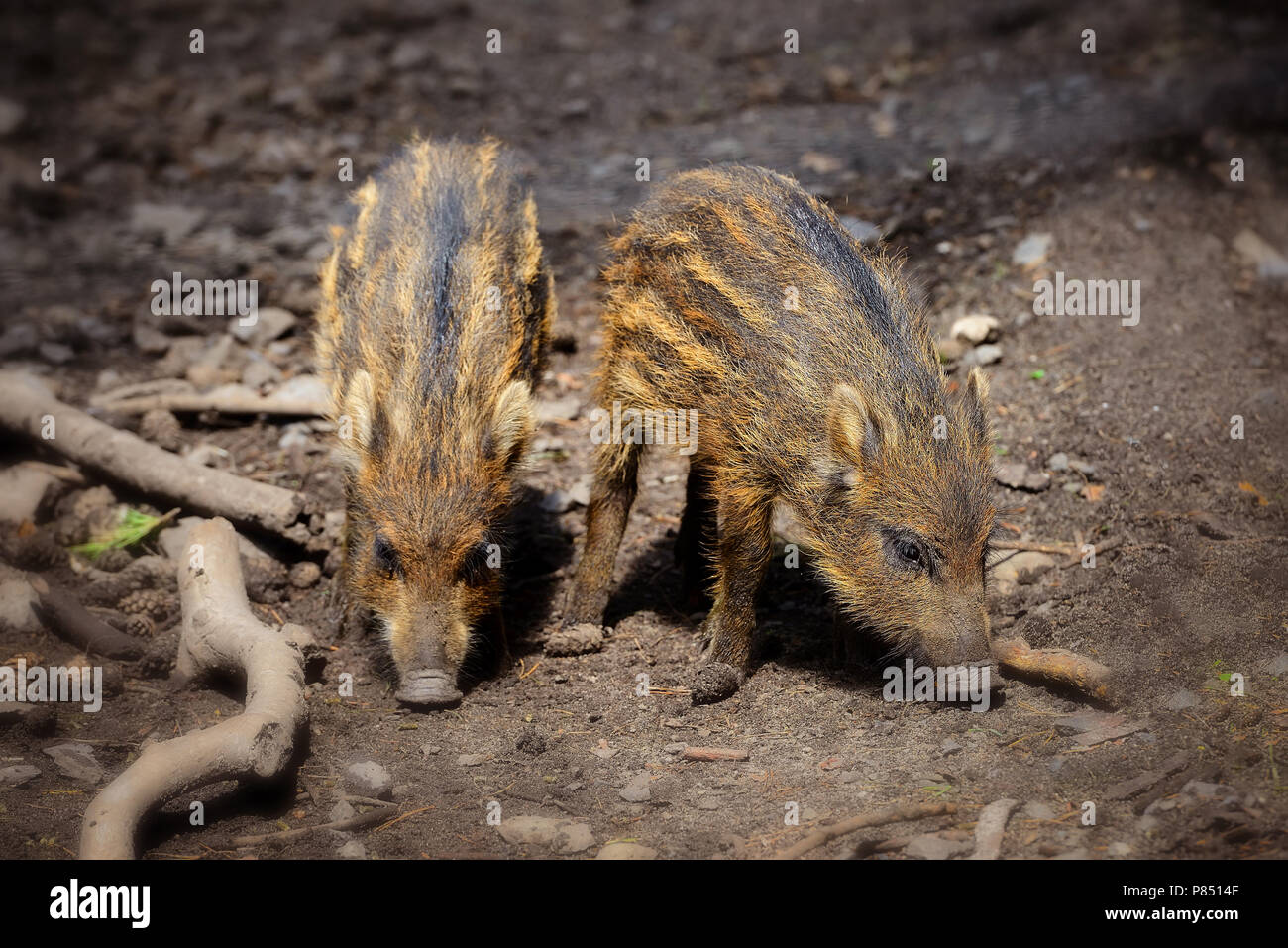 Pig playing in mud hi-res stock photography and images - Alamy