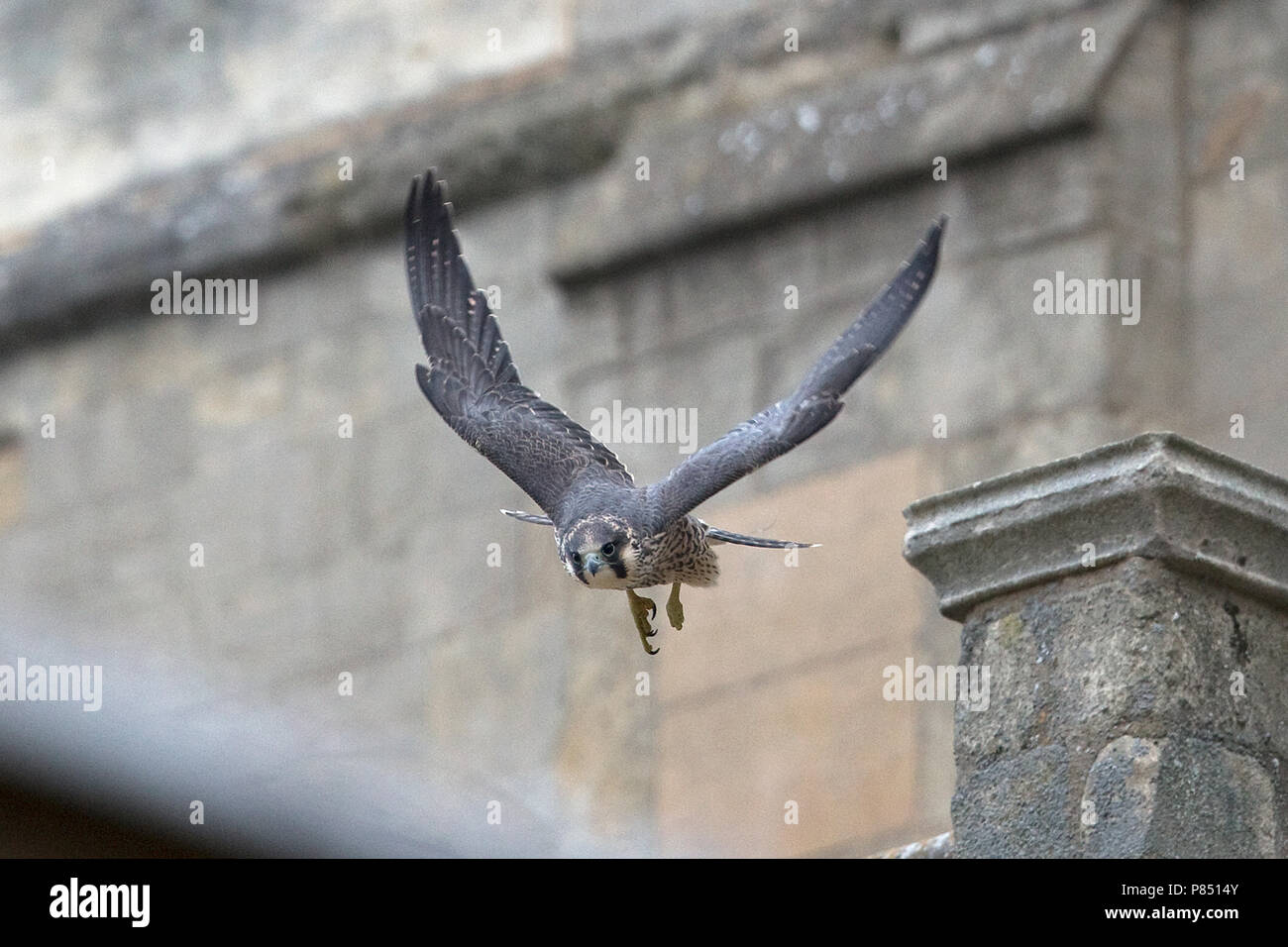 Fight falcons hi-res stock photography and images - Alamy