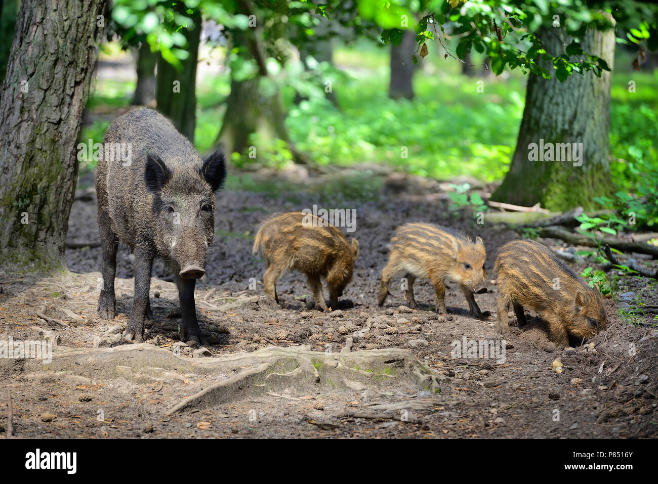 Wild boar family with striped piglets in the forest Stock Photo - Alamy