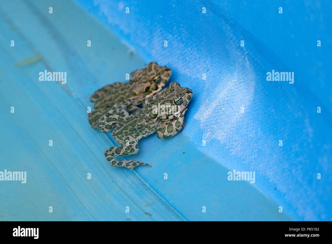 Bufa hi-res stock photography and images - Alamy