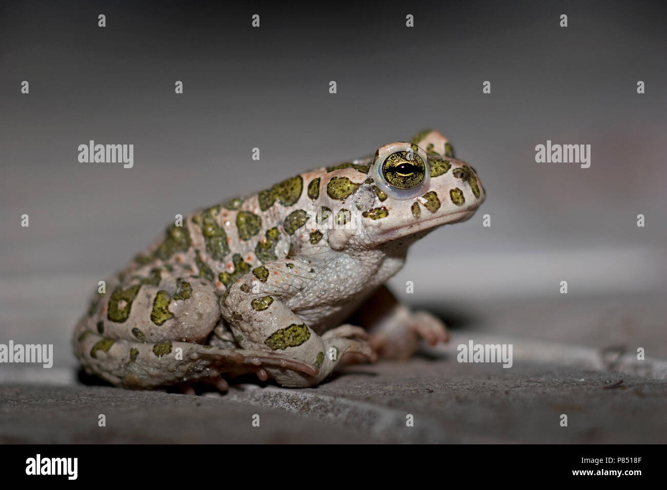 Green Toad (Bufa viridis Stock Photo - Alamy
