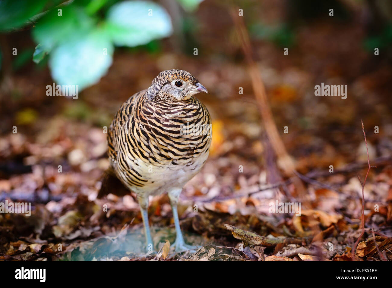 Quail in natural habitat hi-res stock photography and images - Alamy