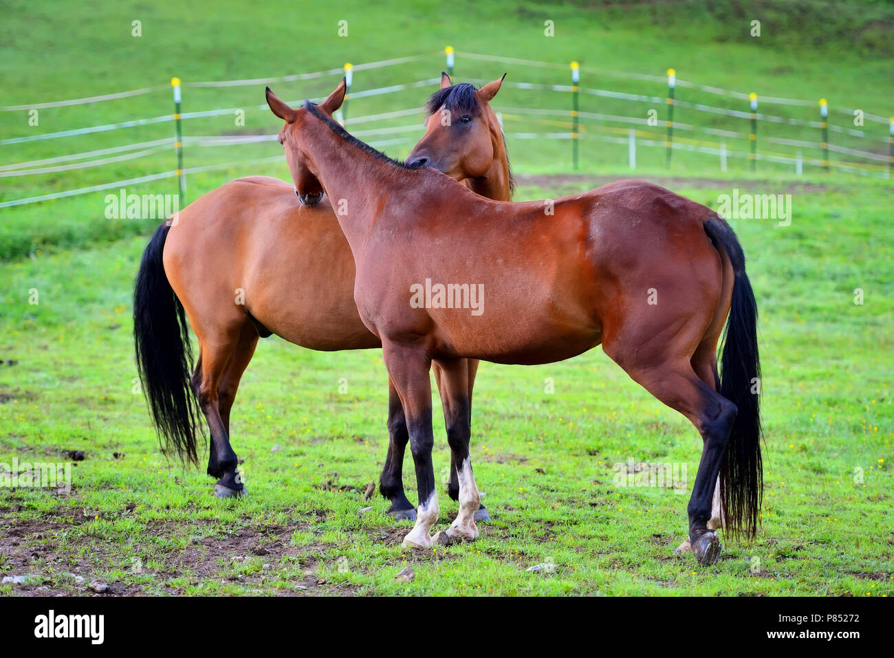 Alp farm hi-res stock photography and images - Alamy