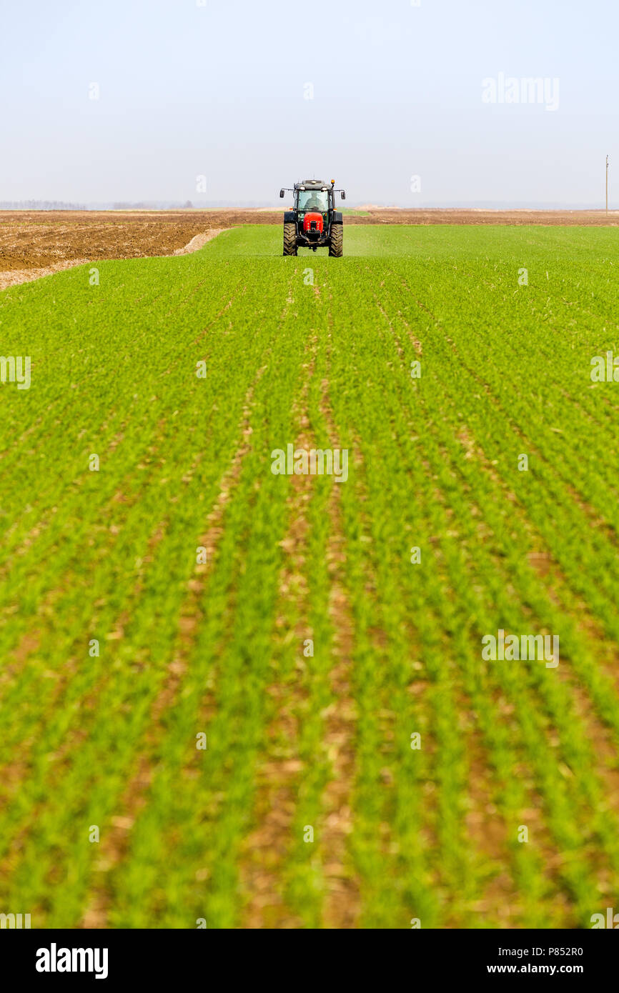 Farmer in tractor fertilizing wheat field at spring with npk Stock ...