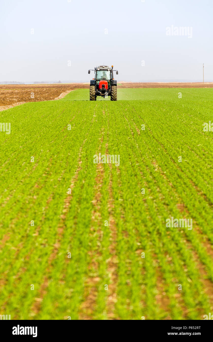 Farmer in tractor fertilizing wheat field at spring with npk Stock ...