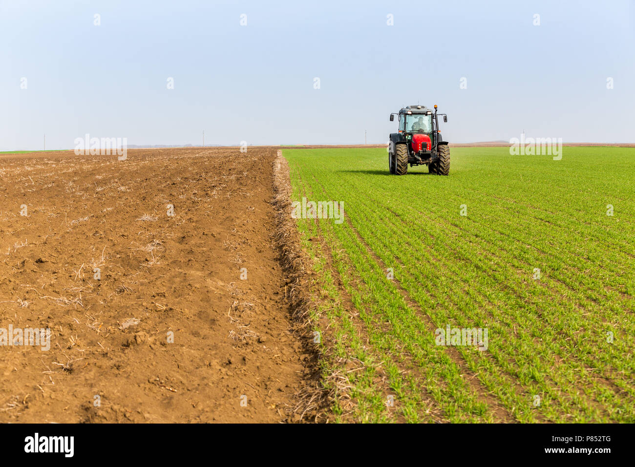 Farmer in tractor fertilizing wheat field at spring with npk Stock ...