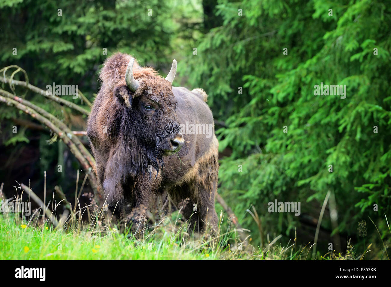 Wisent european bison in natural hi-res stock photography and images ...