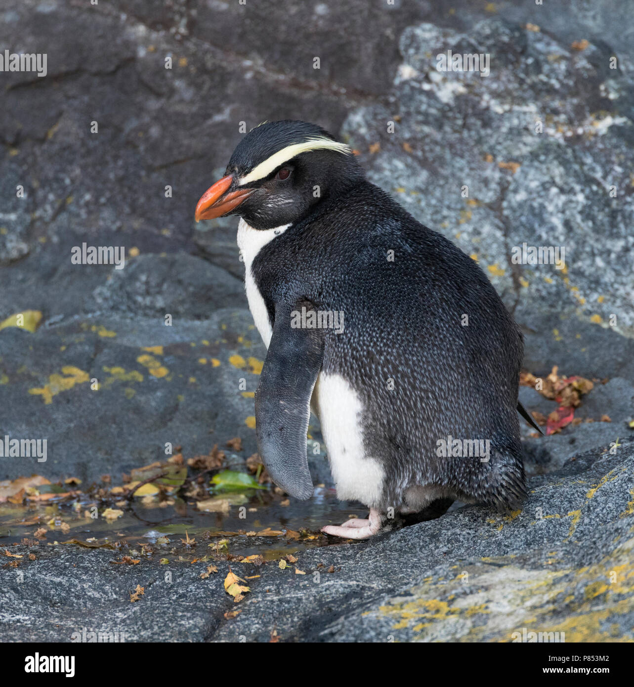 Milford Sound New Zealand Penguins Milford Sound In New Zealand