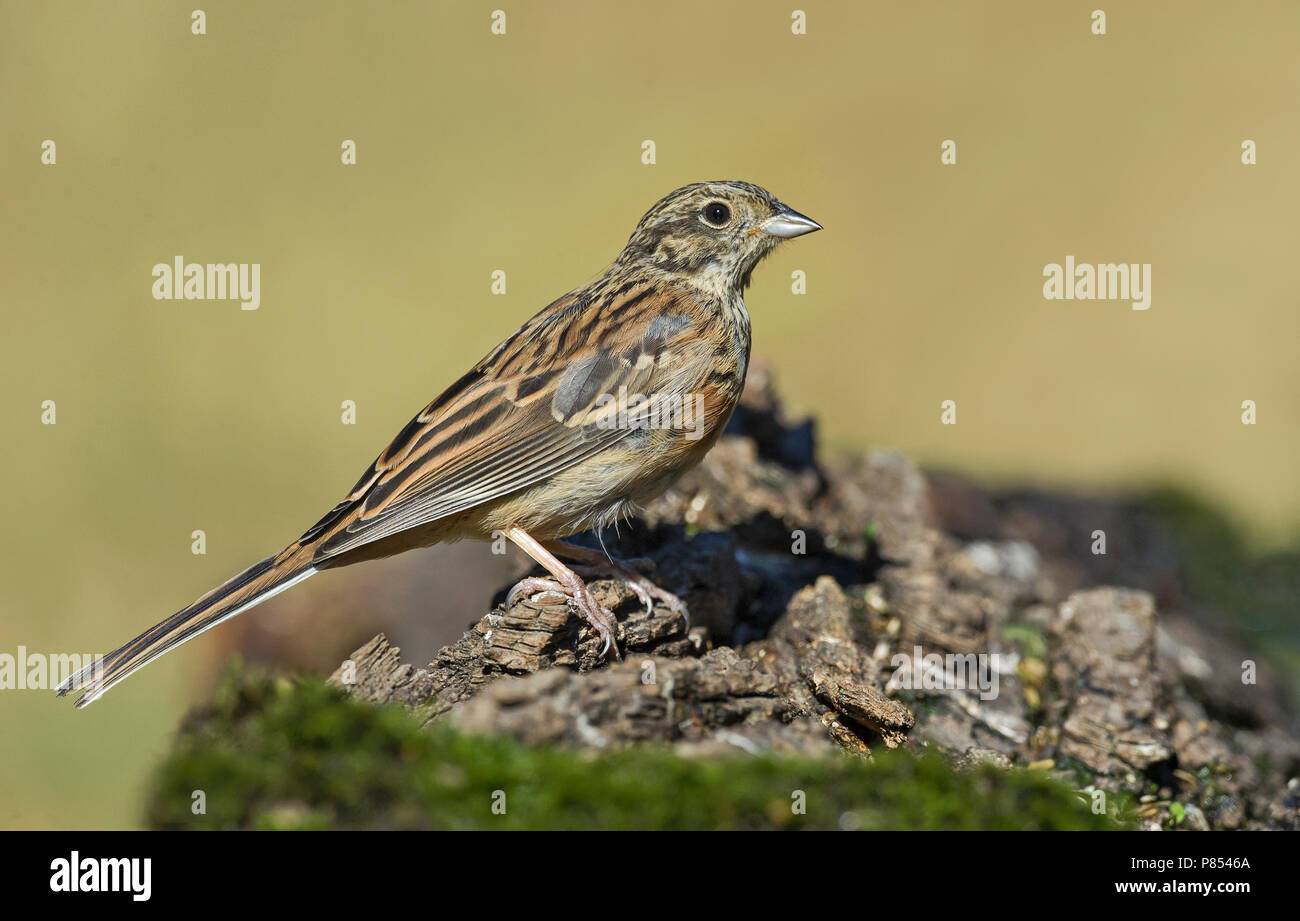 Rock bunting hi-res stock photography and images - Alamy