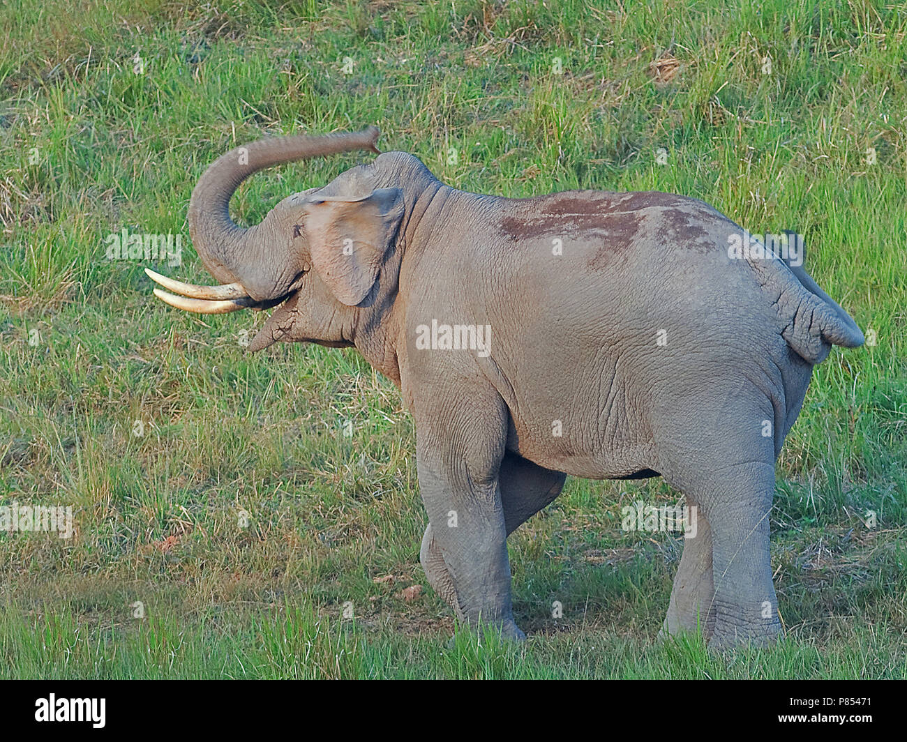 Mannetje Indische Olifant, Male Indian Elephant Stock Photo - Alamy
