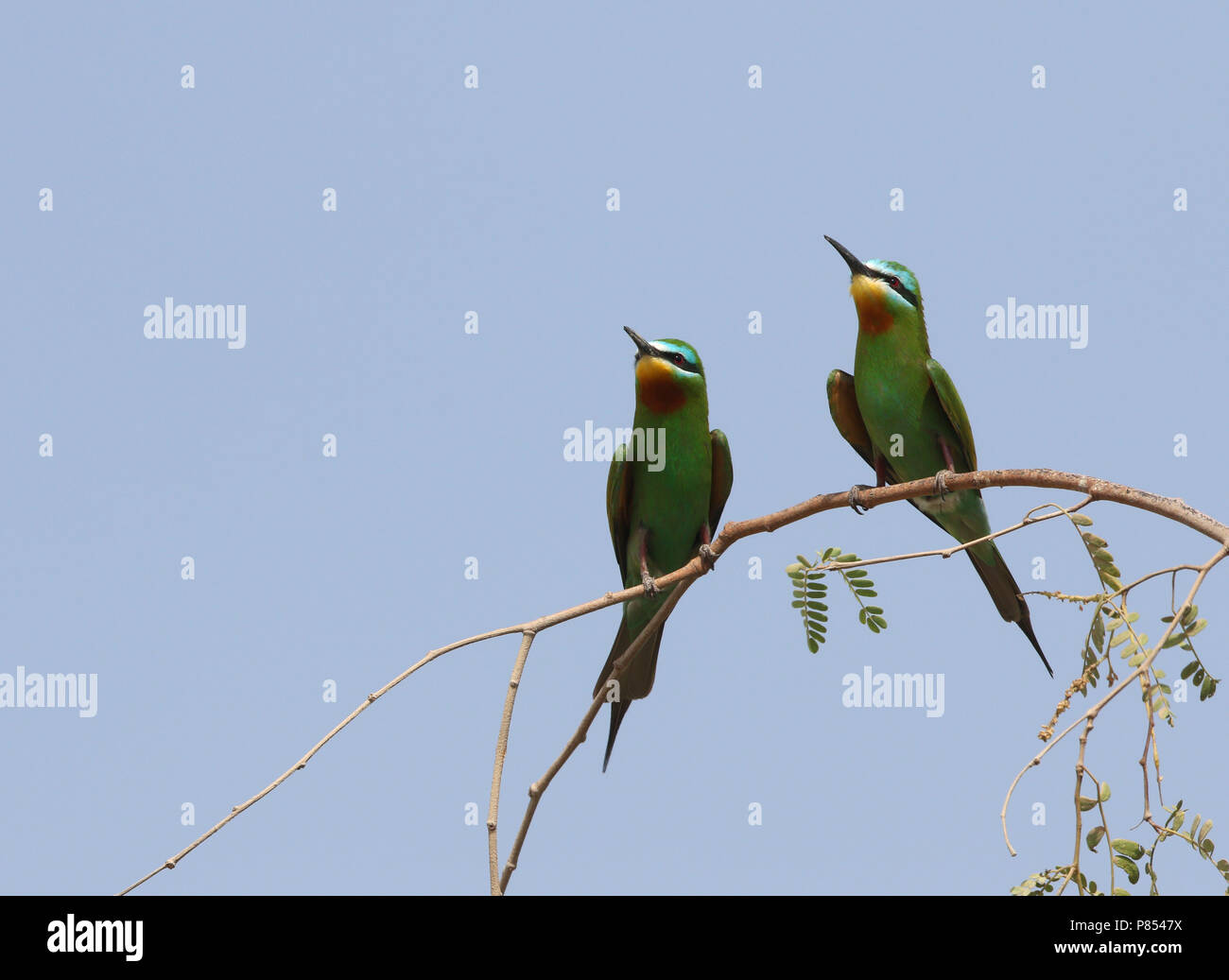 Merops persicus persicus hi-res stock photography and images - Alamy