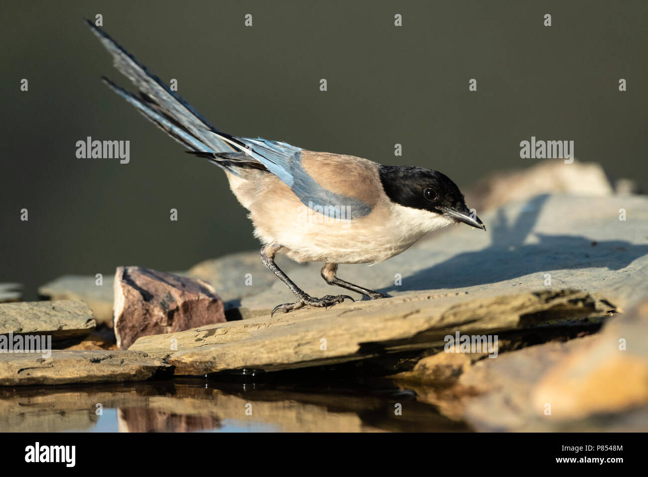 Iberian Magpie (Cyanopica cooki) in Extremadura, Spain Stock Photo - Alamy
