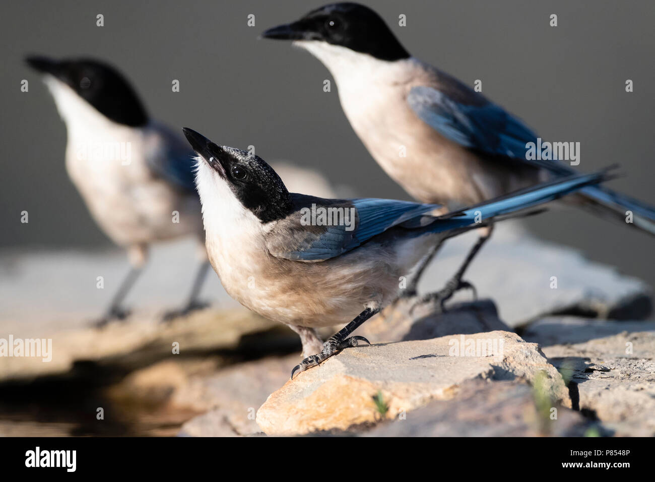 Iberian Magpie (Cyanopica cooki) in Extremadura, Spain Stock Photo - Alamy