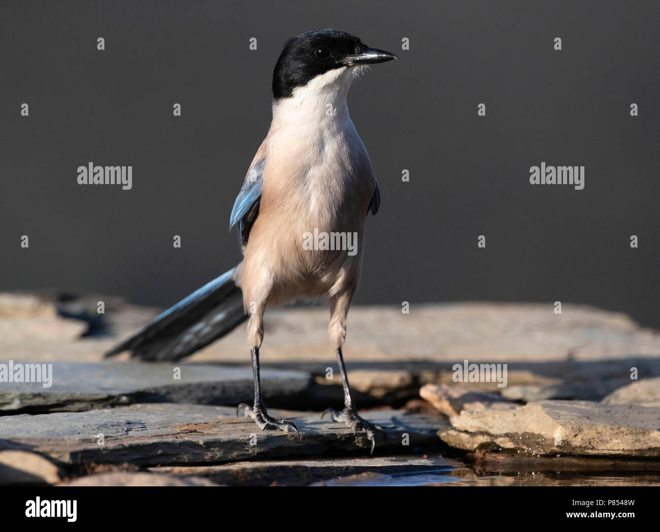 Iberian Magpie (Cyanopica cooki) in Extremadura, Spain Stock Photo - Alamy