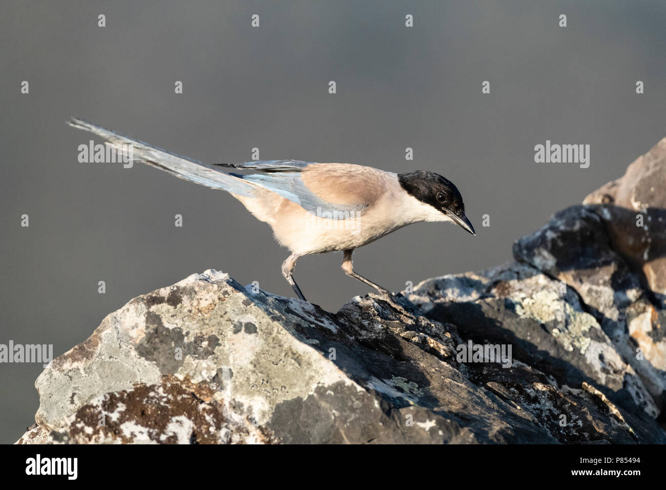 Iberian Magpie (Cyanopica cooki) in Extremadura, Spain Stock Photo - Alamy