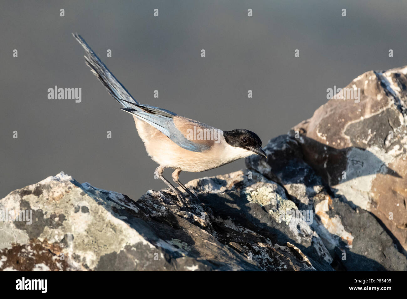 Iberian Magpie (Cyanopica cooki) in Extremadura, Spain Stock Photo - Alamy
