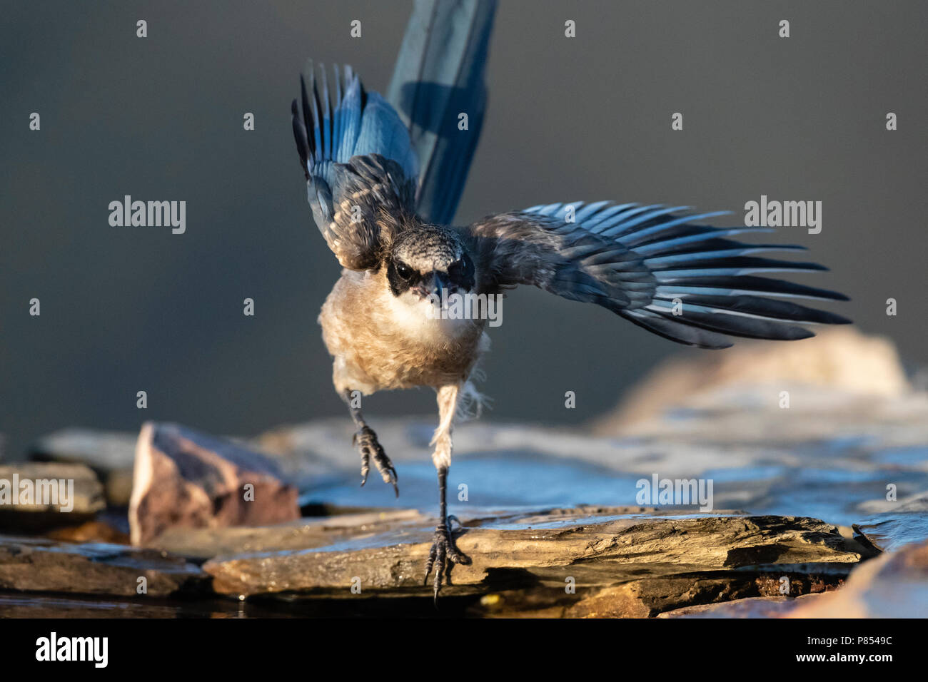 Iberian Magpie (Cyanopica cooki) in Extremadura, Spain Stock Photo - Alamy