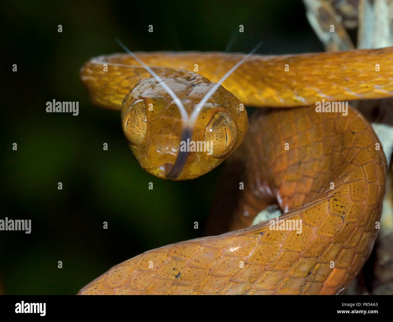 Blunthead Tree Snake, Imantodes cenchoa Stock Photo - Alamy