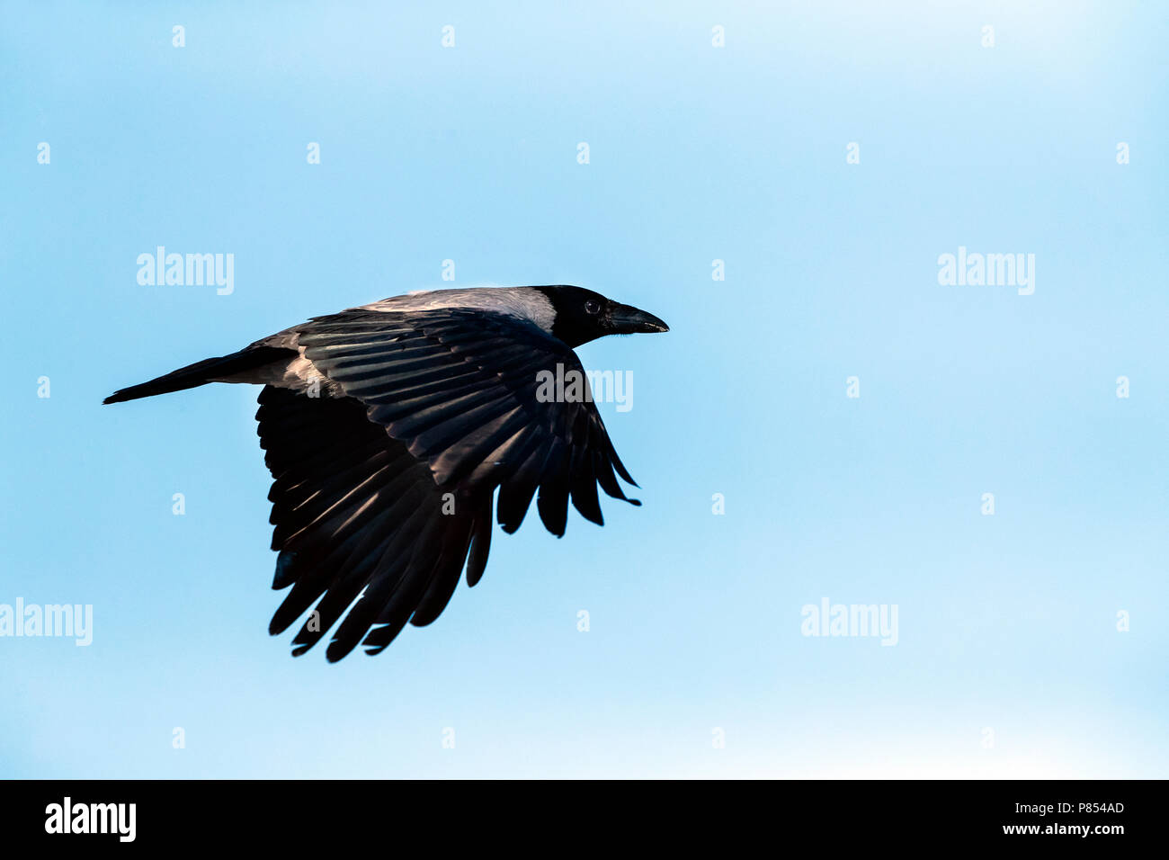 Hooded crow flying in hi-res stock photography and images - Alamy