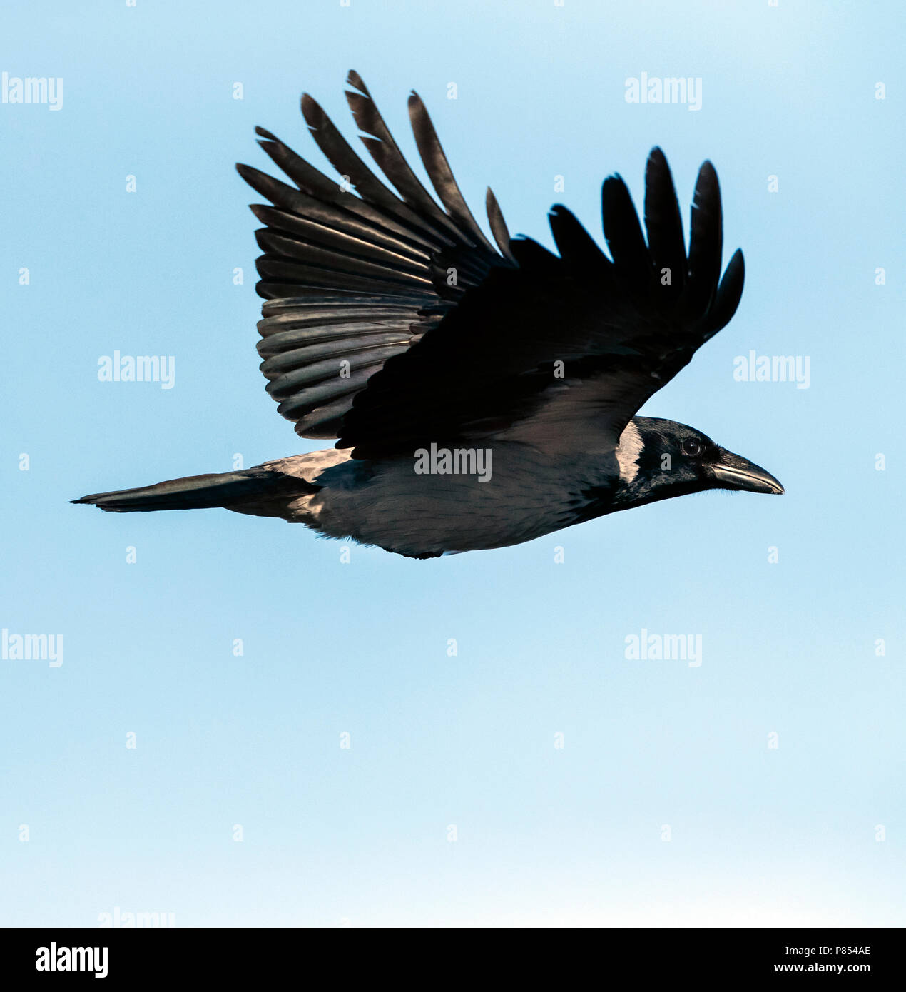 Corvus corvus cornix hi-res stock photography and images - Alamy