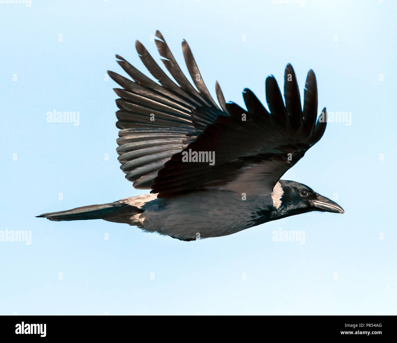 Hooded Crow (Corvus cornix) in flight Stock Photo - Alamy